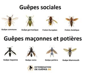 Quels Sont Les Différents Types Et Espèces De Guêpes Edg