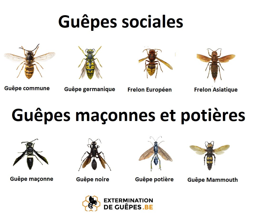 Les différents types et espèces de guêpes